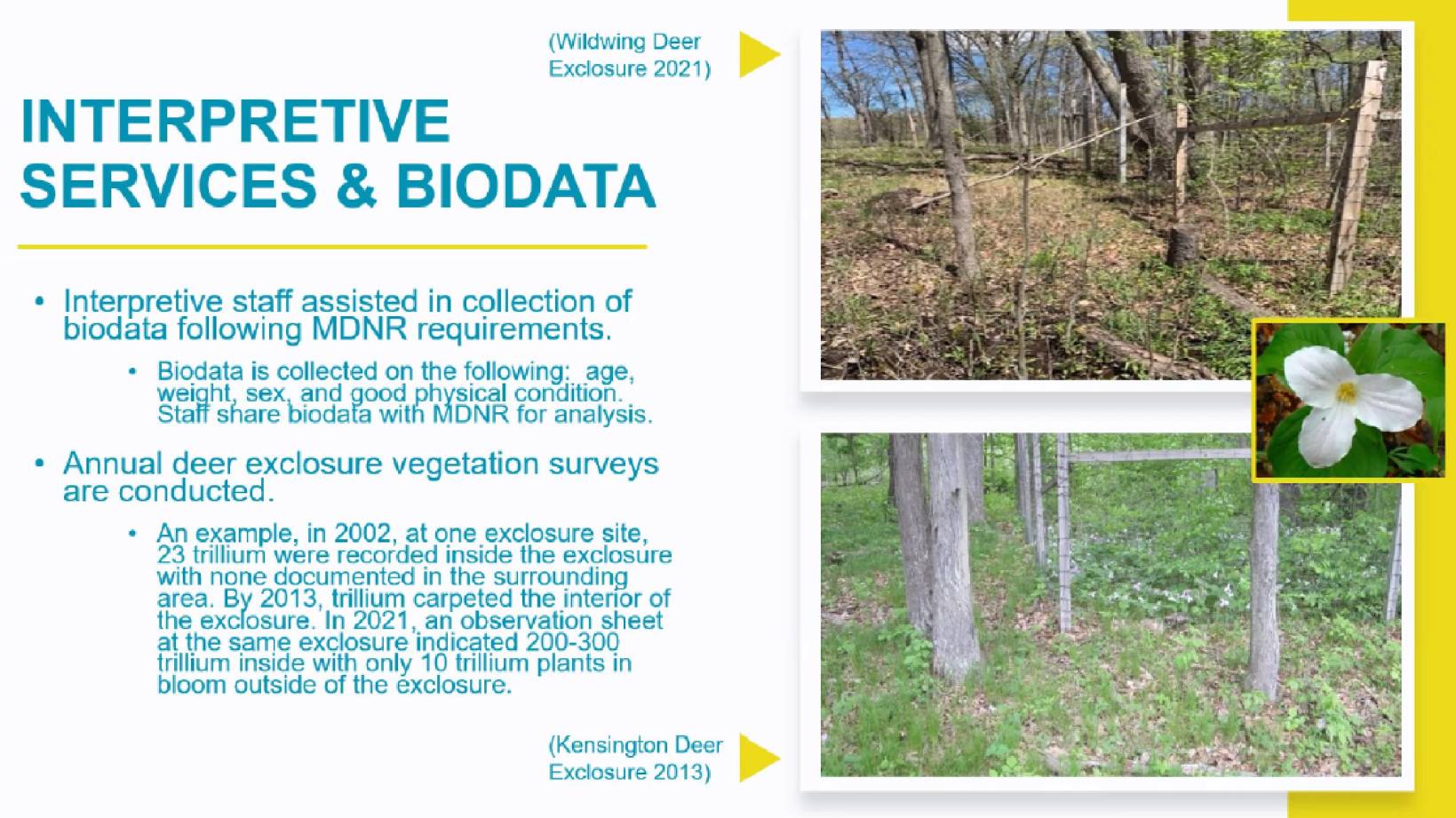 Results and Examples of Urban and Suburban Deer Management – Washtenaw ...